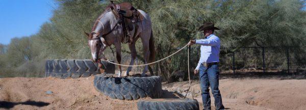 Enrollment Now Open: Academy Horse Training Program | Downunder ...